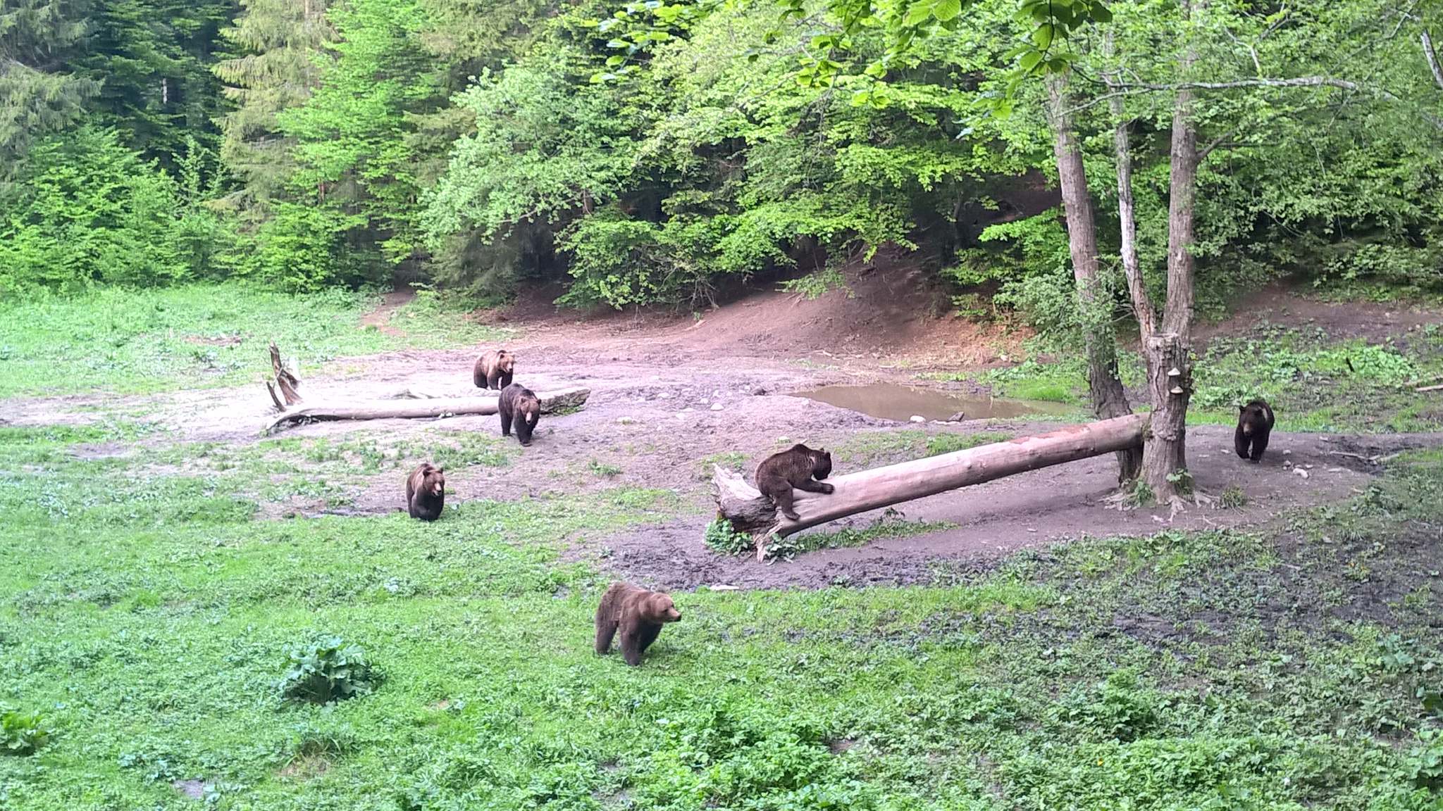 Best bear hide in Romania – Bear Watching in Romania